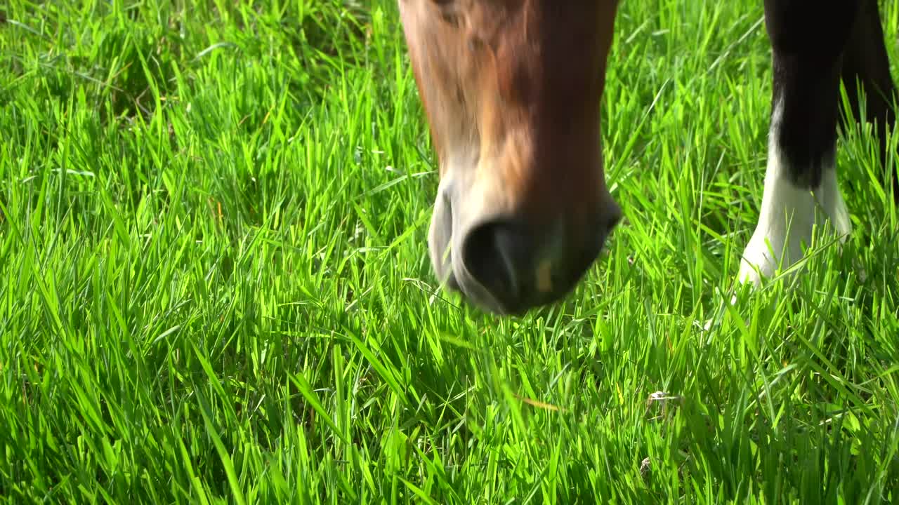 Premium stock video - Good pasture contains most of the nutrition a ...