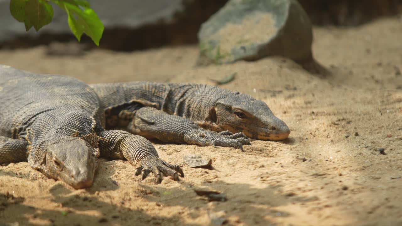The bengal monitors lizard in the zoo | Premium Stock Video Footage