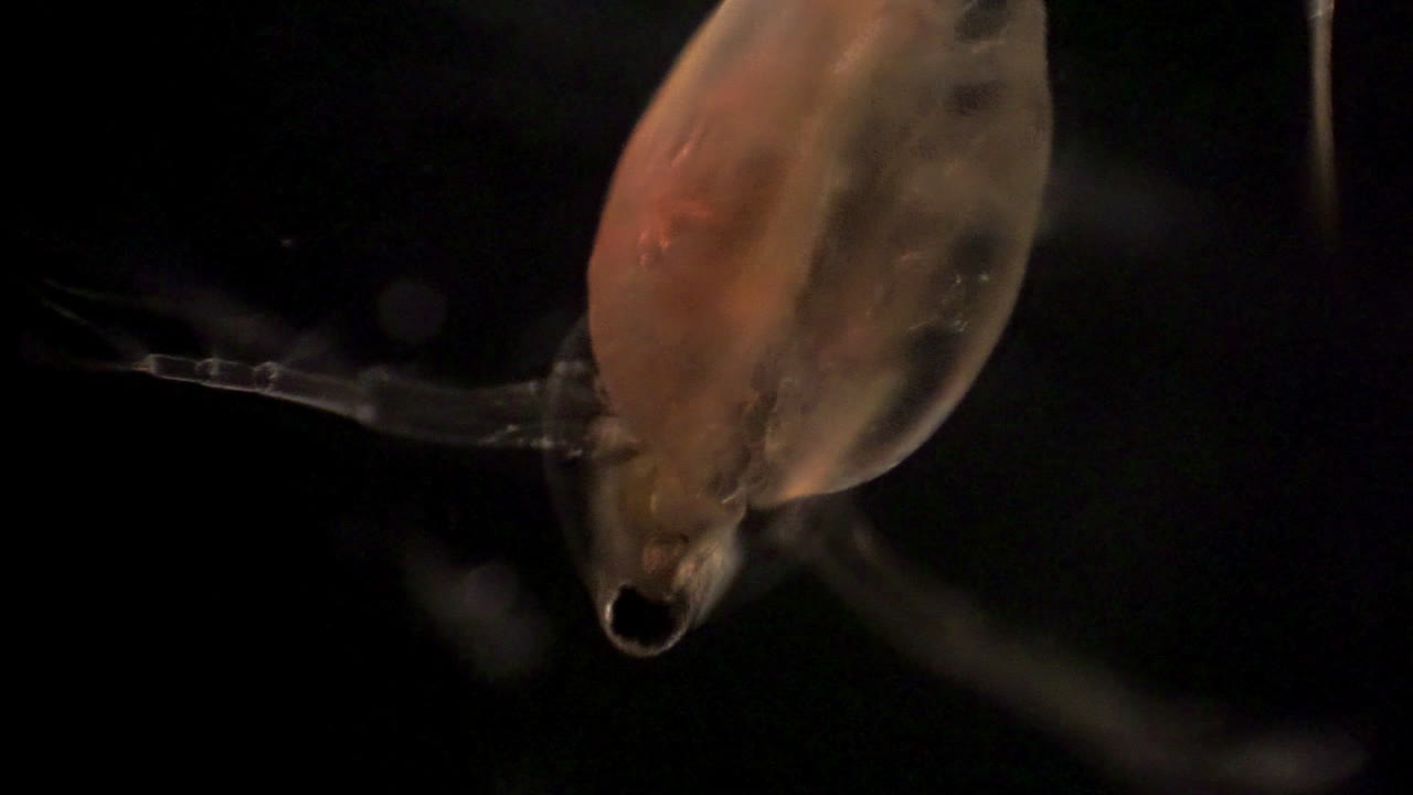 Vidéo de stock Premium - L'anatomie interne de la daphnie microscopique