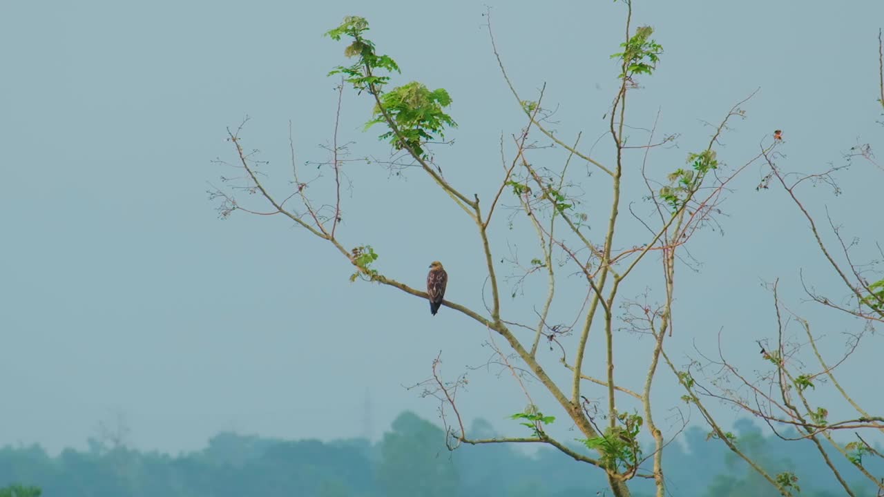 Premium stock video - Lonely eagle sitting on tree branch for hunting prey