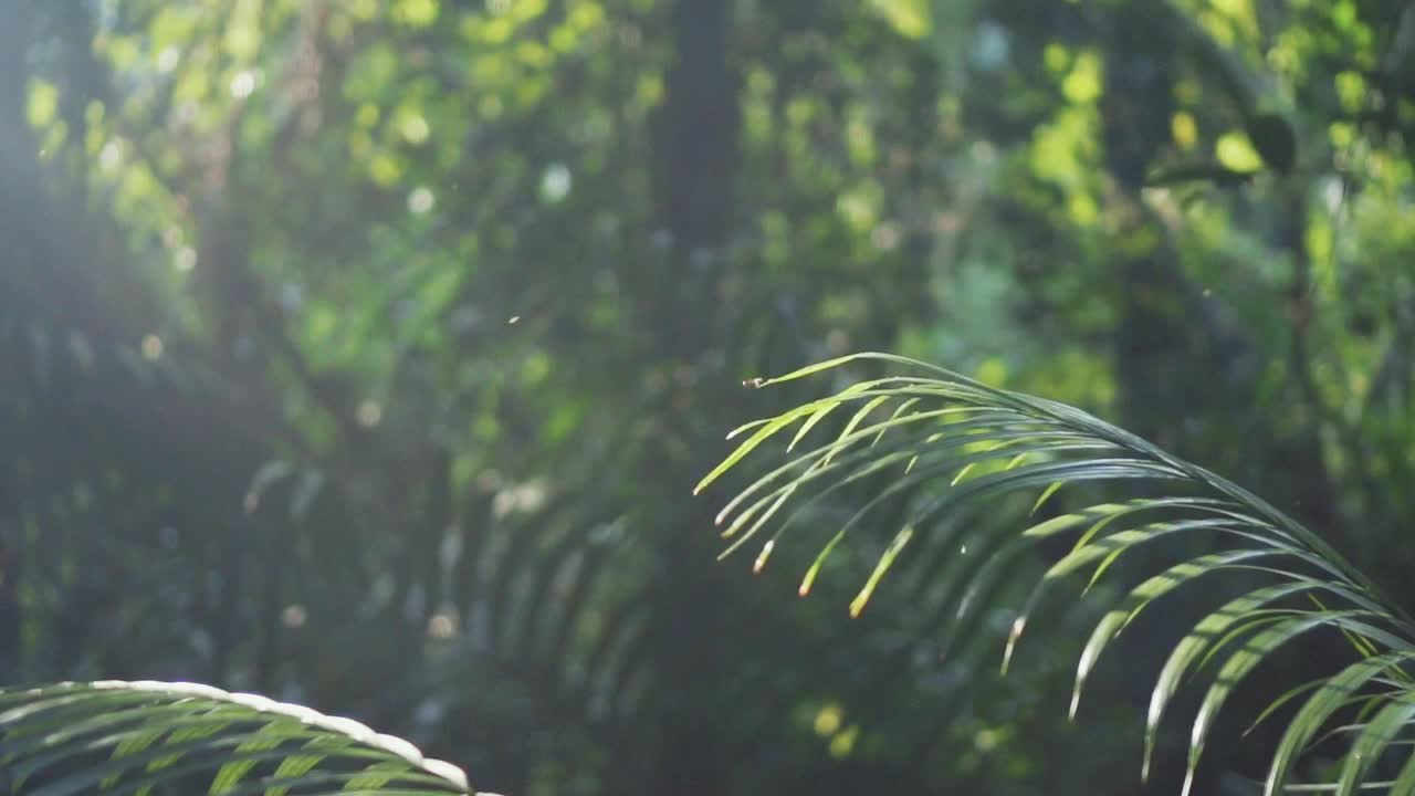 Premium stock video - Medium shot of tiny bugs flying around the plant ...