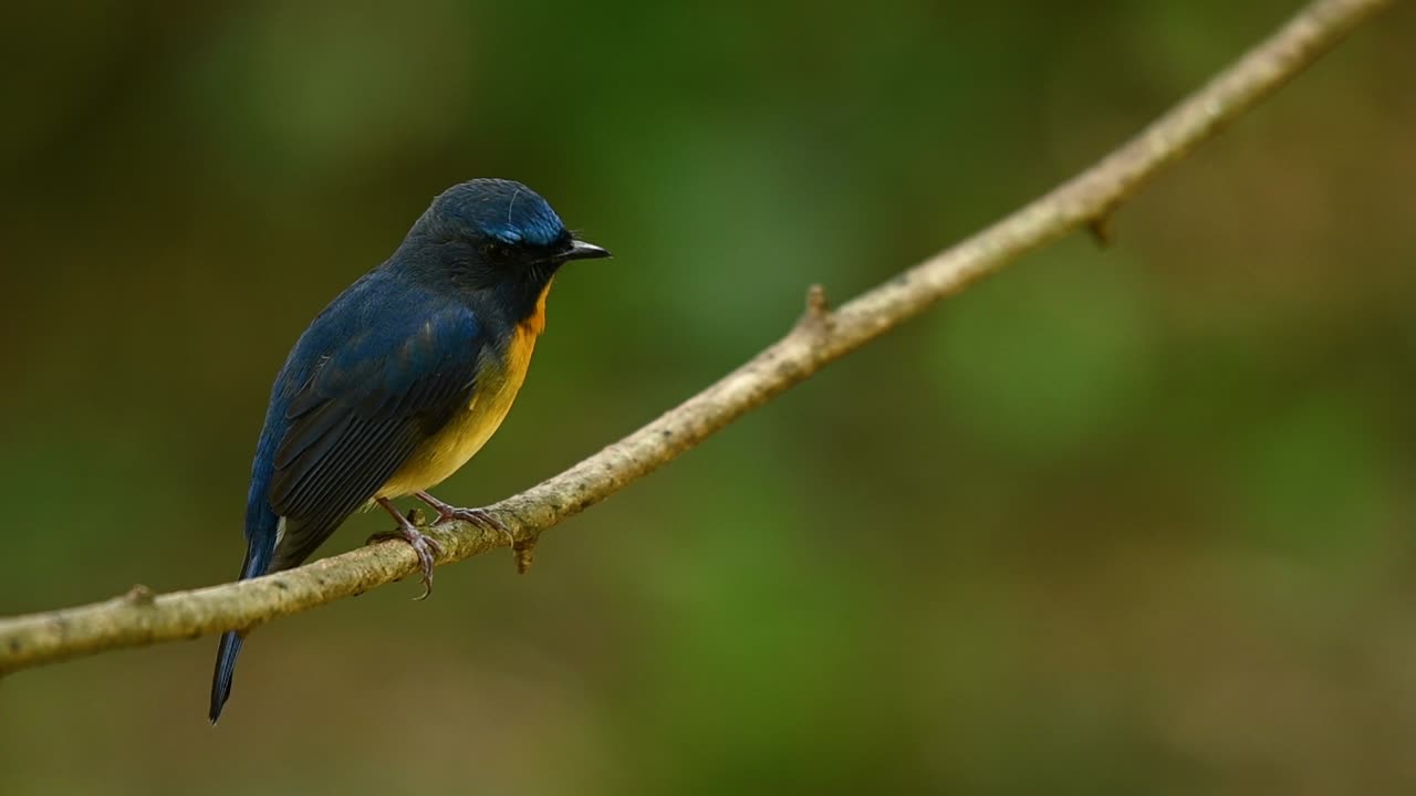 Premium stock video - Chinese blue flycatcher, cyornis glaucicomans ...