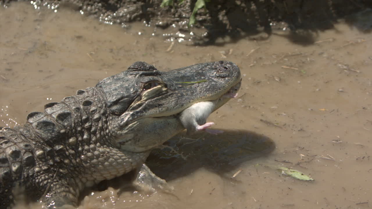 Alligator eating a rat slow motion - splashing in the water Premium ...