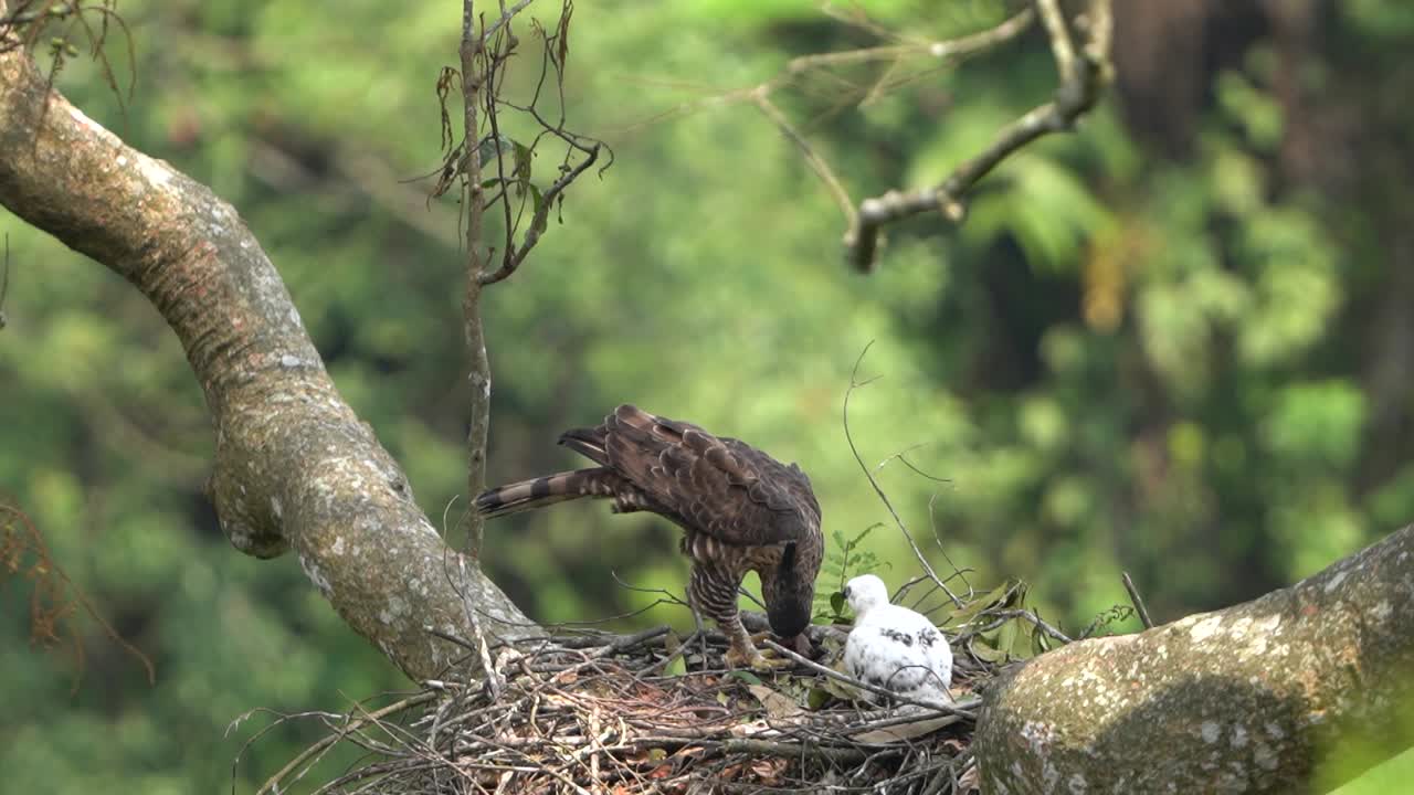 A javan hawk eagle and its chicks are in their nest in the wild Premium ...