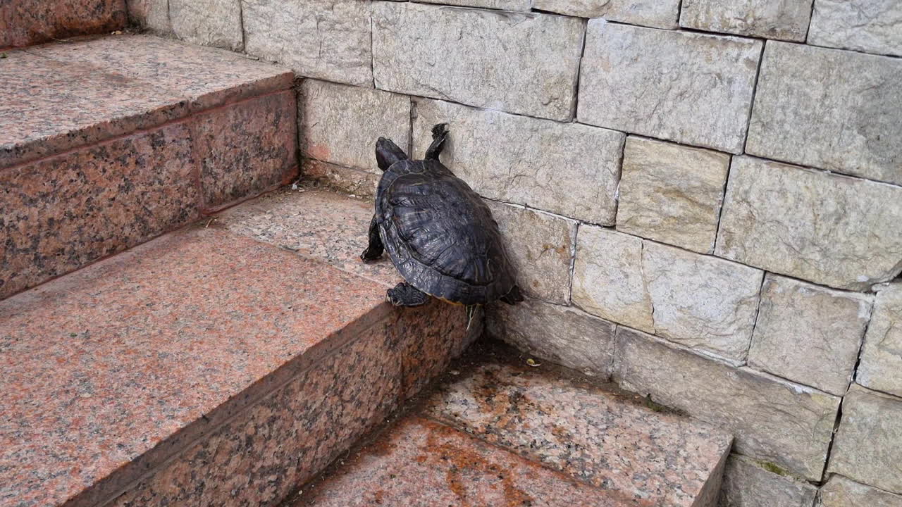 A motivated and assertive turtle manages to climb the stairs ...