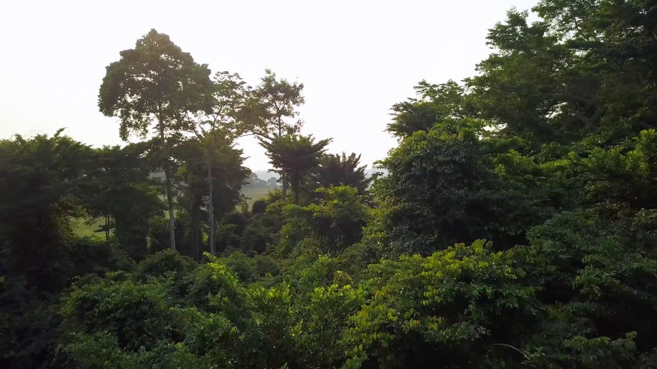 Premium stock video - Aerial view of the trees of the african ...