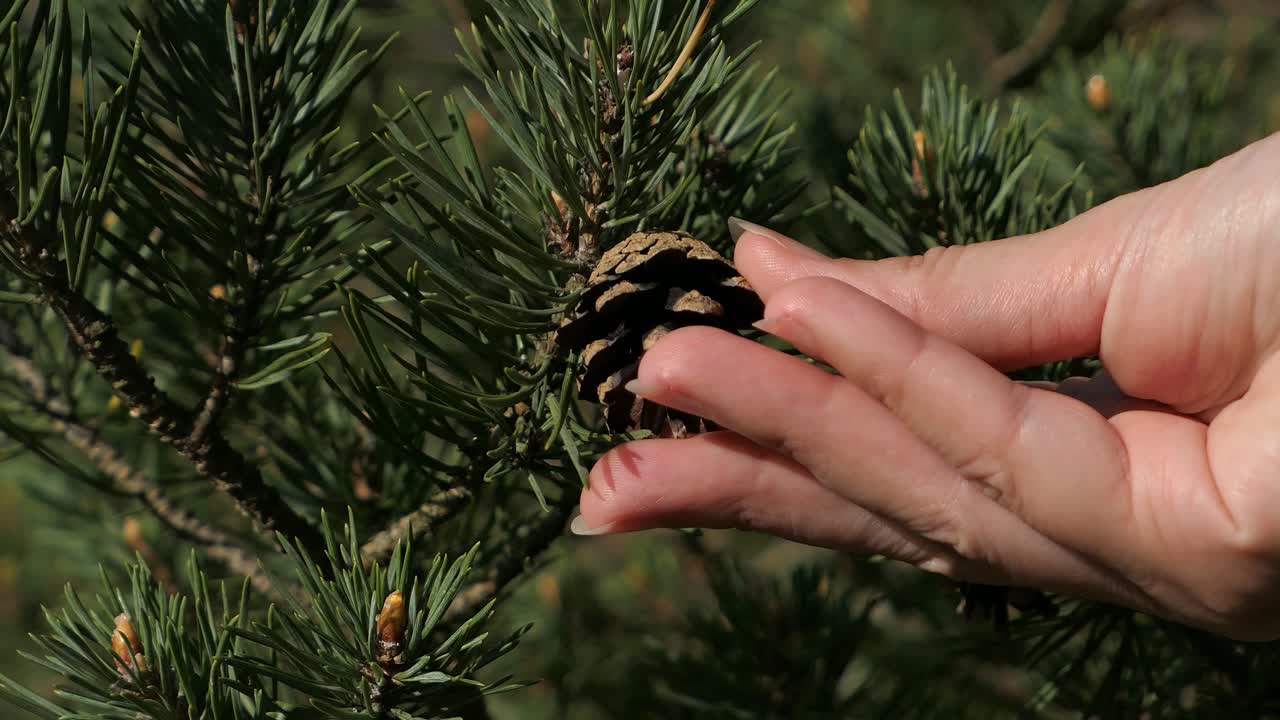 Woman touching pine cone in pine tree, pinecone hand touch close up ...
