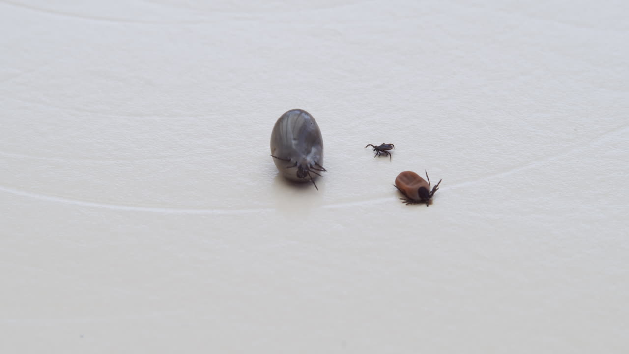 Three Different Sized Ticks Next To Each Other Free Stock Video Footage ...