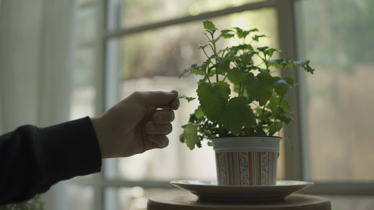 Hand Grabbing A Leaf From A Small Apartment Tea Plant Free Stock Video ...