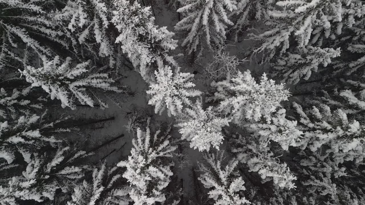Flying A Way From The Top Of A Snow Coverd Tree In A Rotanional Camera ...