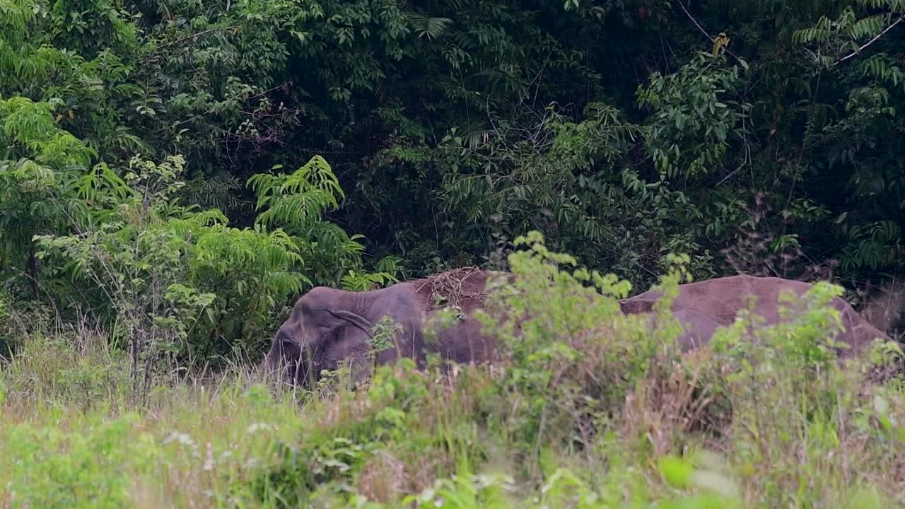 The Asiatic Elephants Are Endangered Species And They Are Also ...