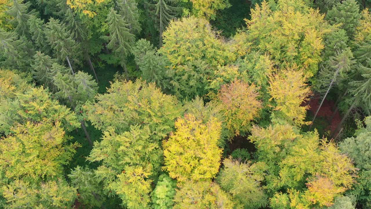 A drone photograph of a mixed forest from above in autumn Premium Stock ...