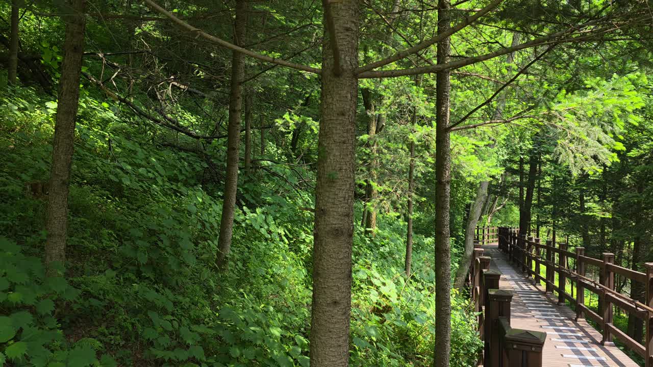 Peaceful wooden walkway winding through dense green forest at Maninsan ...