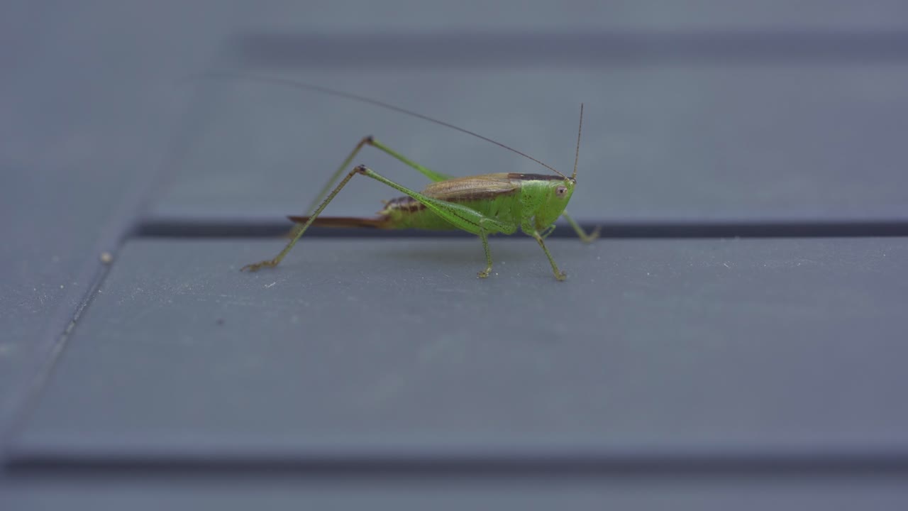 Macro shot of a bright greengrass hopper walking away with its long ...