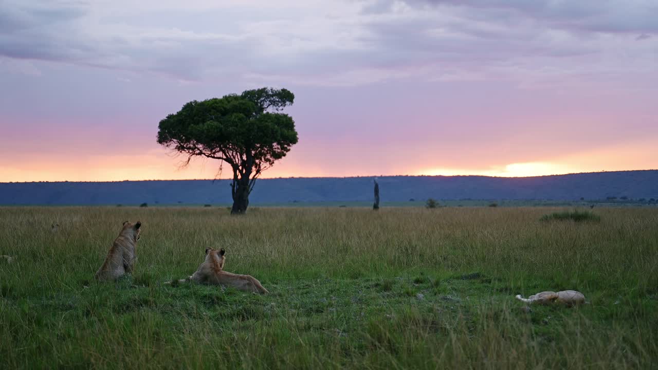 Beautiful Landscape Scenery At Dusk With A Group Of Lions Lying Down ...