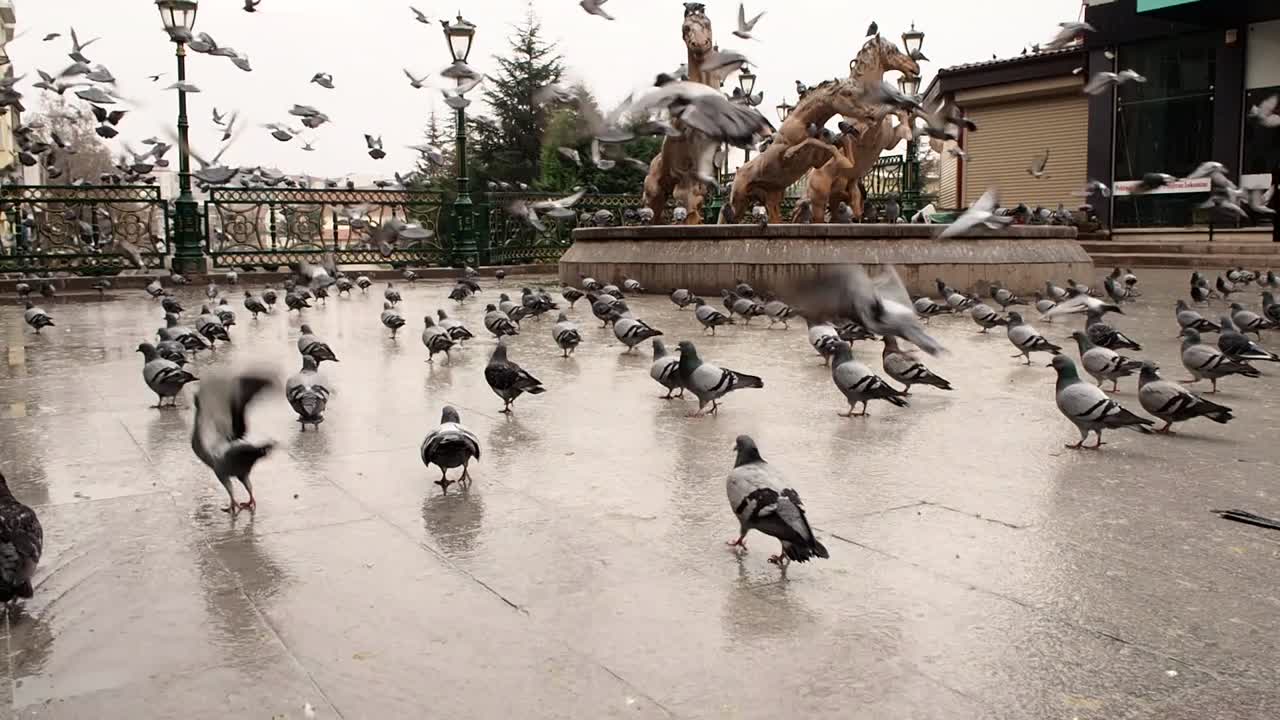 Premium stock video - Lots of scared pigeons fly away
