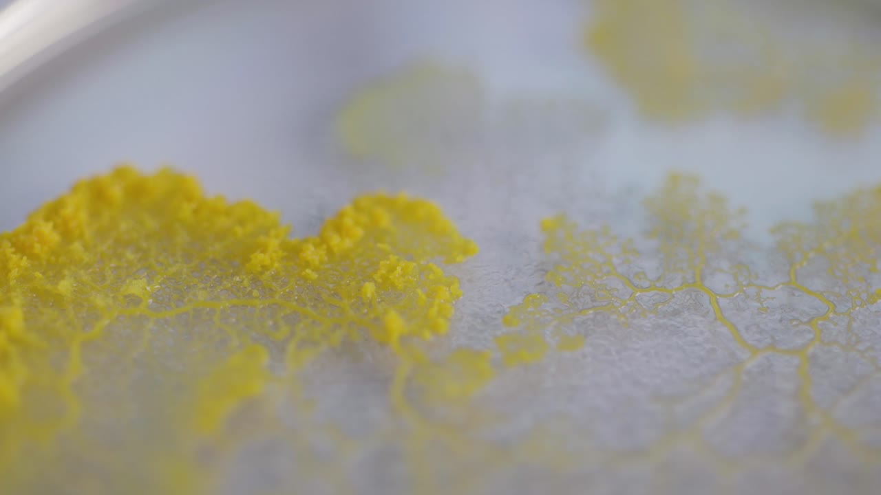 Premium stock video - Close up focus shift on slime fungus