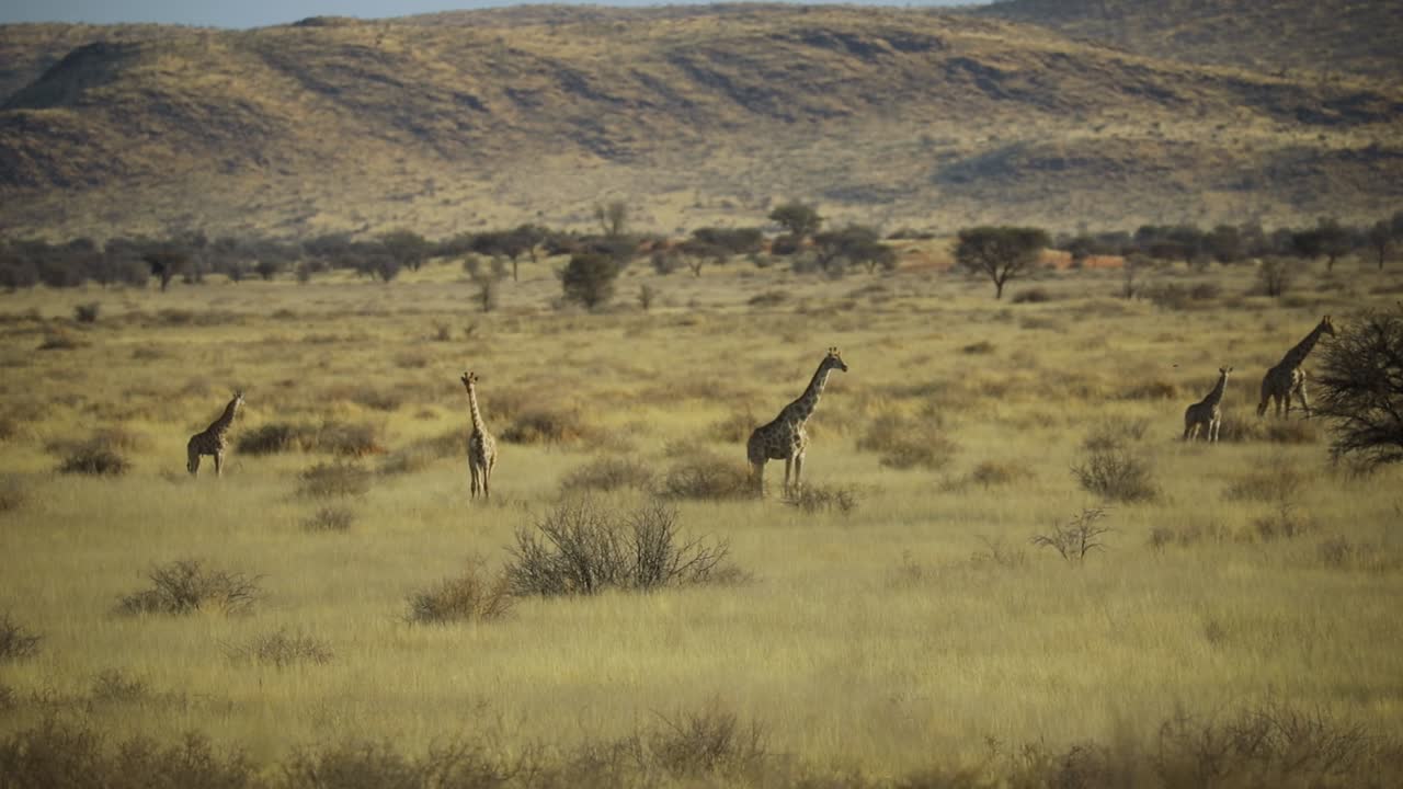 Tower Of Angolan Giraffes On The Grassland In Namibia On A Hot Sunny ...
