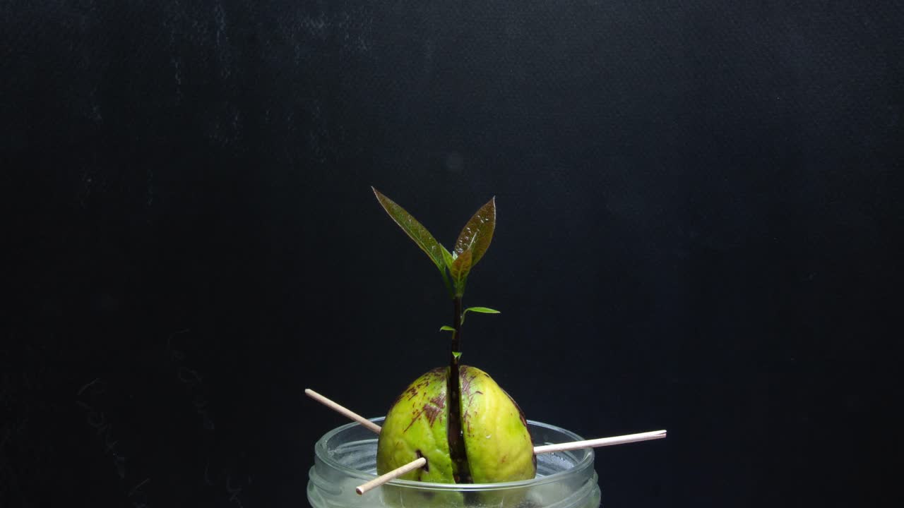 Timelapse Of An Avocado Seed Sprouting And Growing Leaves With Black ...