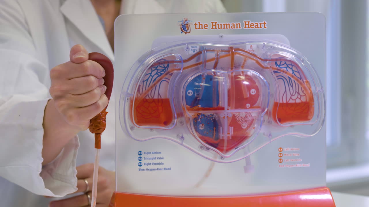 A teacher pumps a human heart model to showcase the blood circulation ...