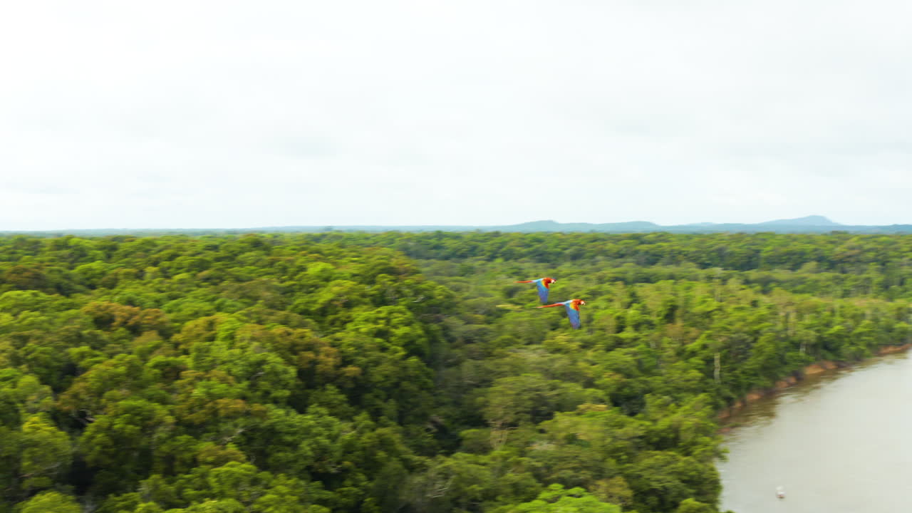 Premium stock video - Fast panning aerial shot tracking on some macaws ...