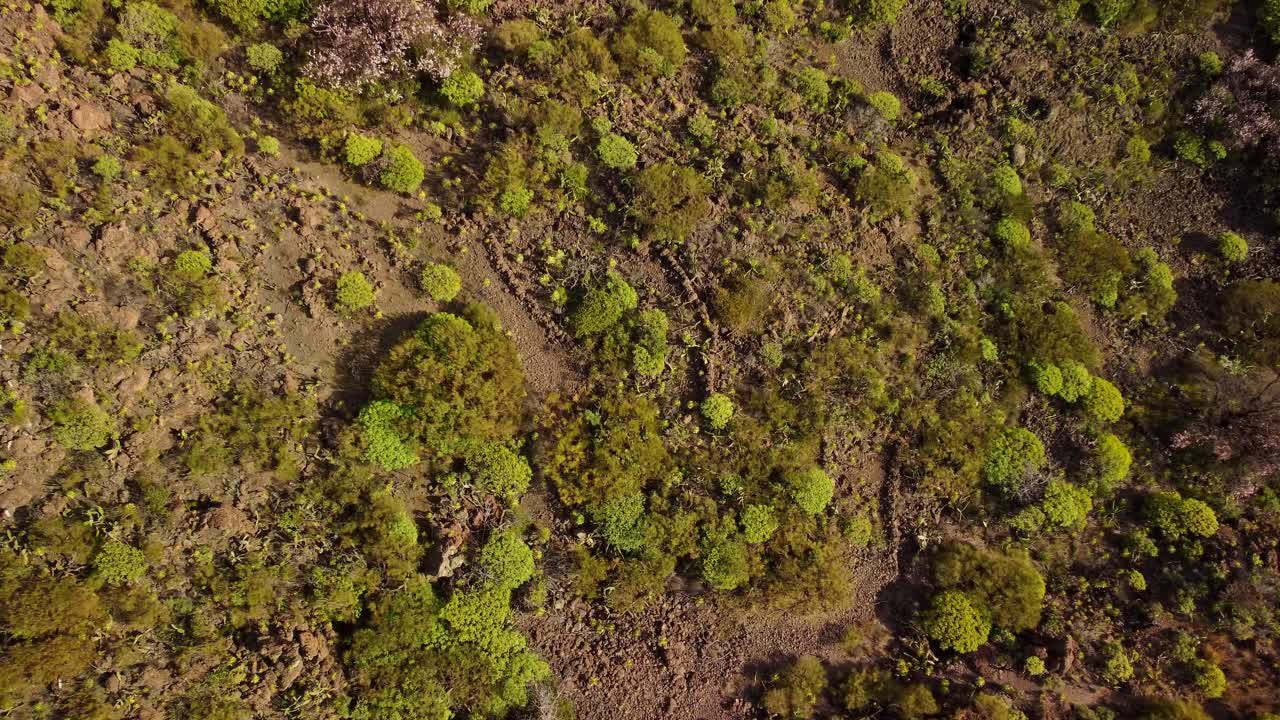 Top down aerial shot of shrubland rocky vegetation in Tenerife island ...