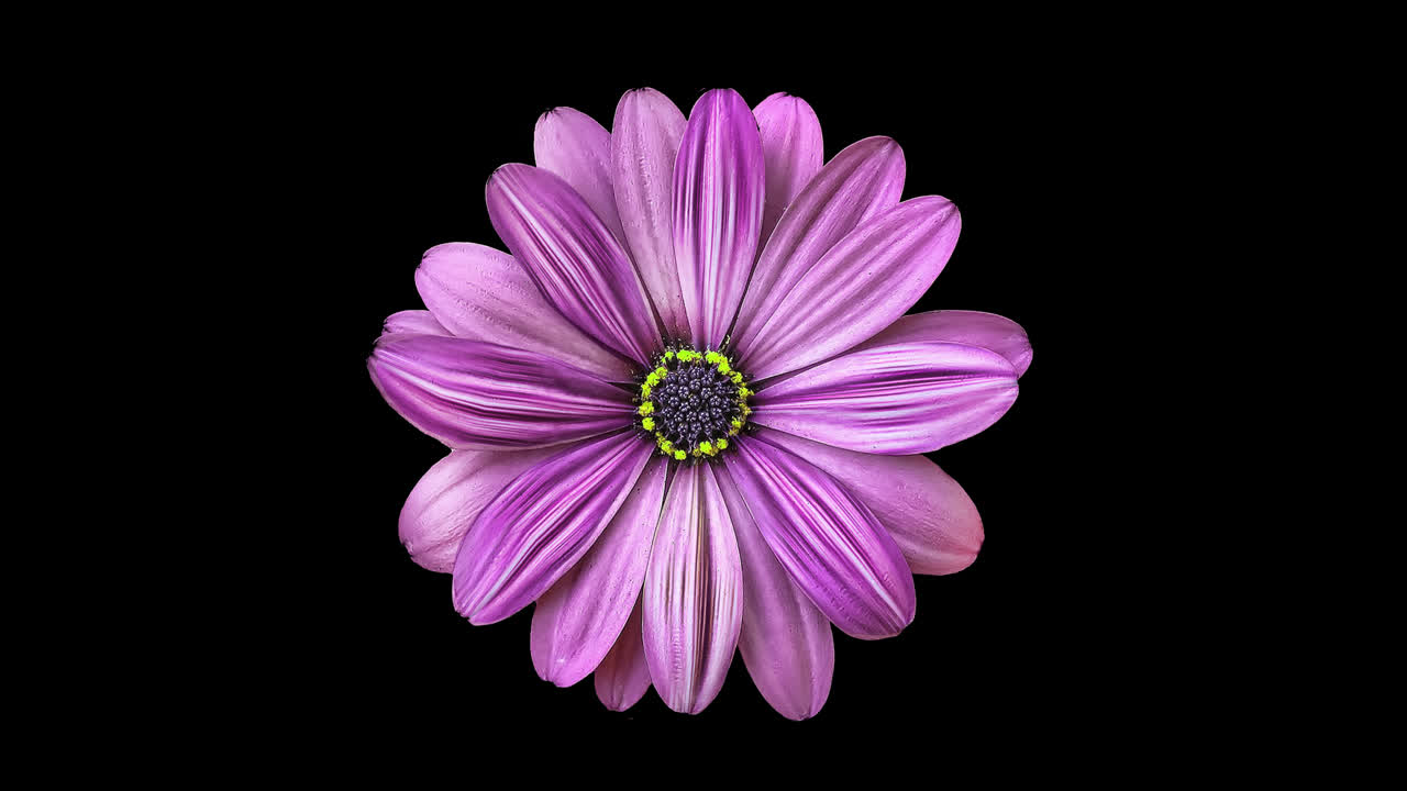 Premium stock video - Loop animation of beautiful flower transparent ...