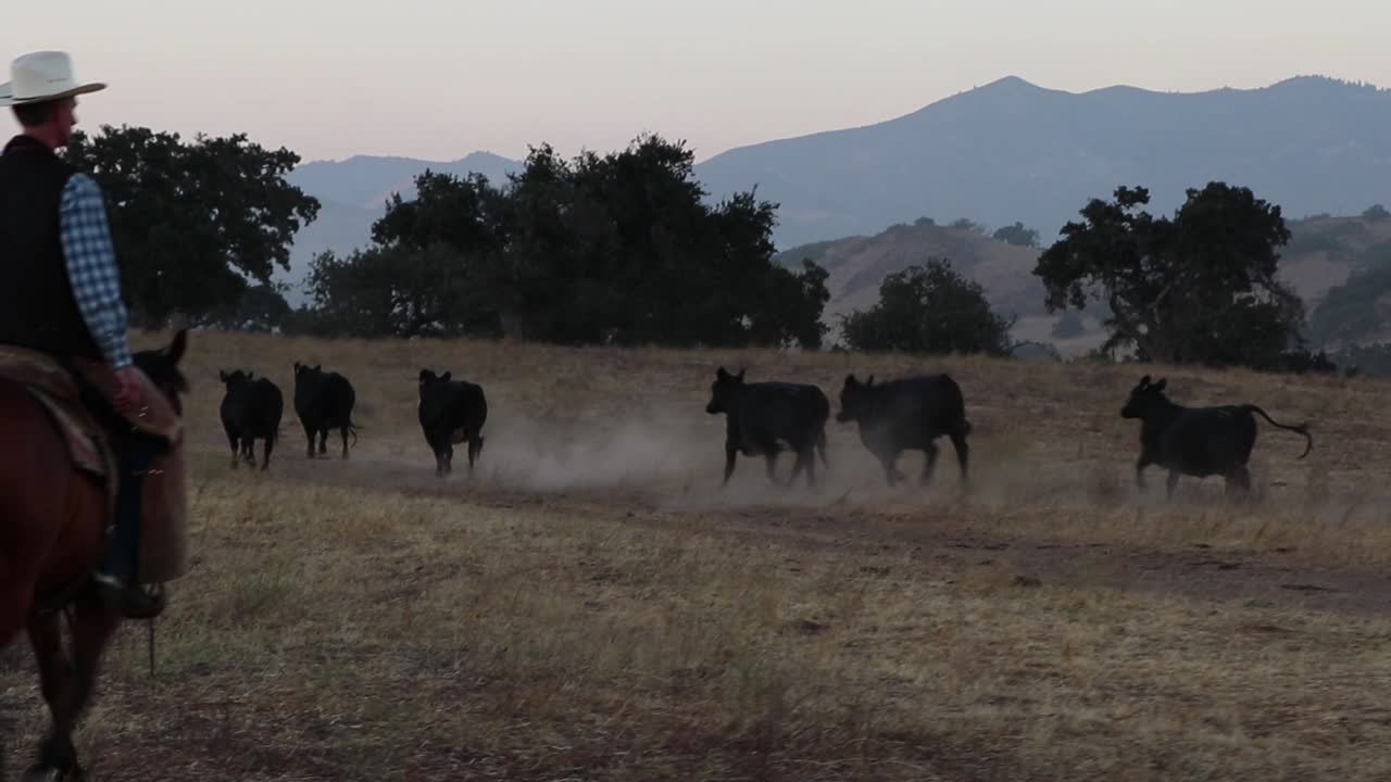 Cowboy Rides Across The Screen On His Horse As Cattle Rush In Front Of ...