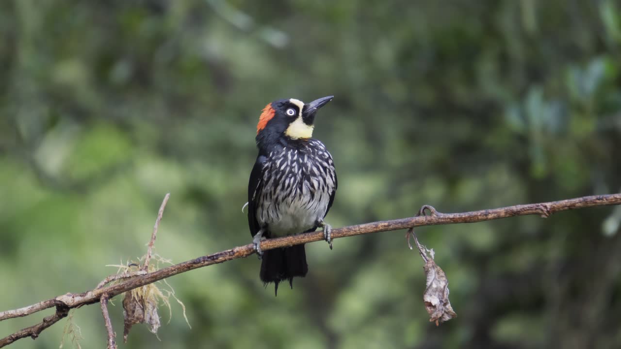 Premium stock video - An incredibly cute acorn woodpecker bird , idle ...
