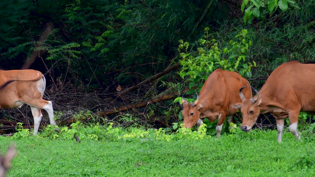 Premium stock video - The banteng or tembadau, is a wild cattle found ...