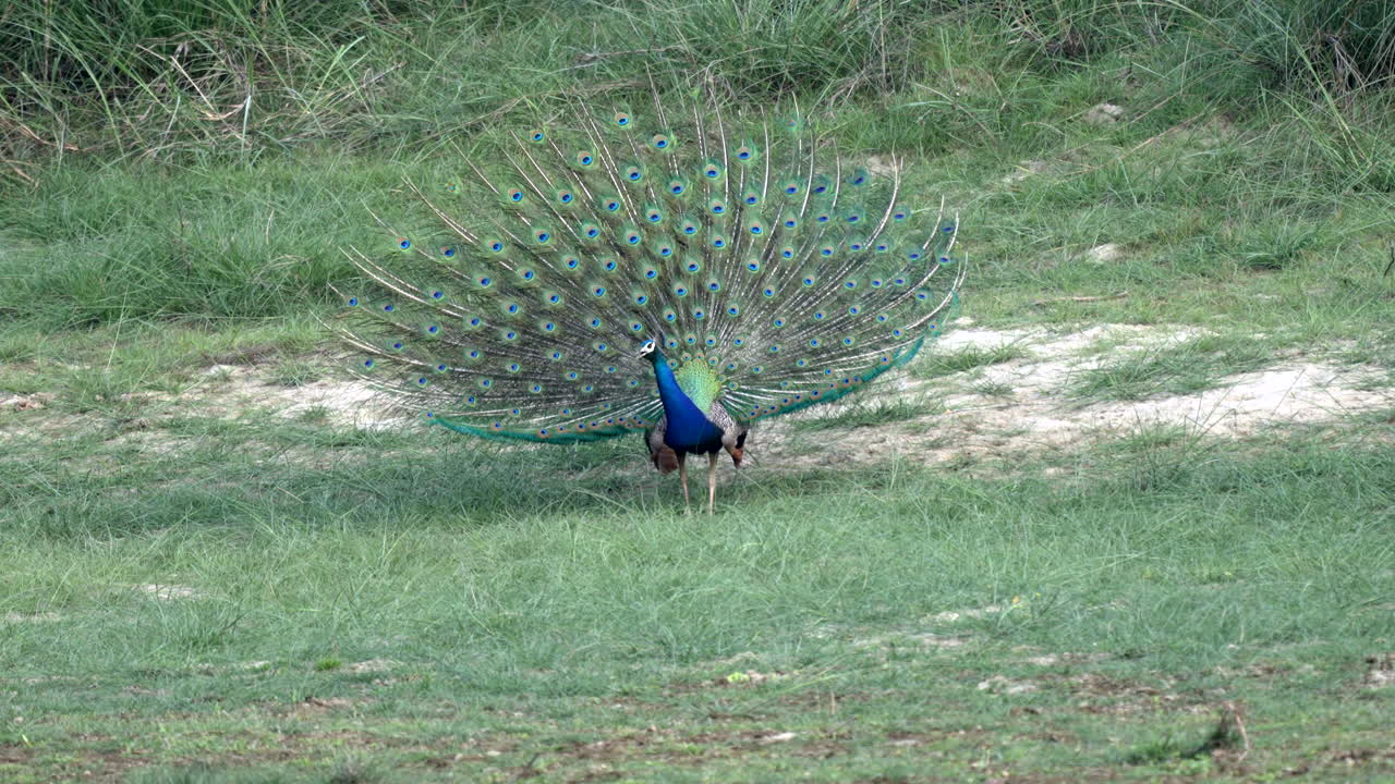 Premium stock video - A peacock dancing in the late evening light in ...