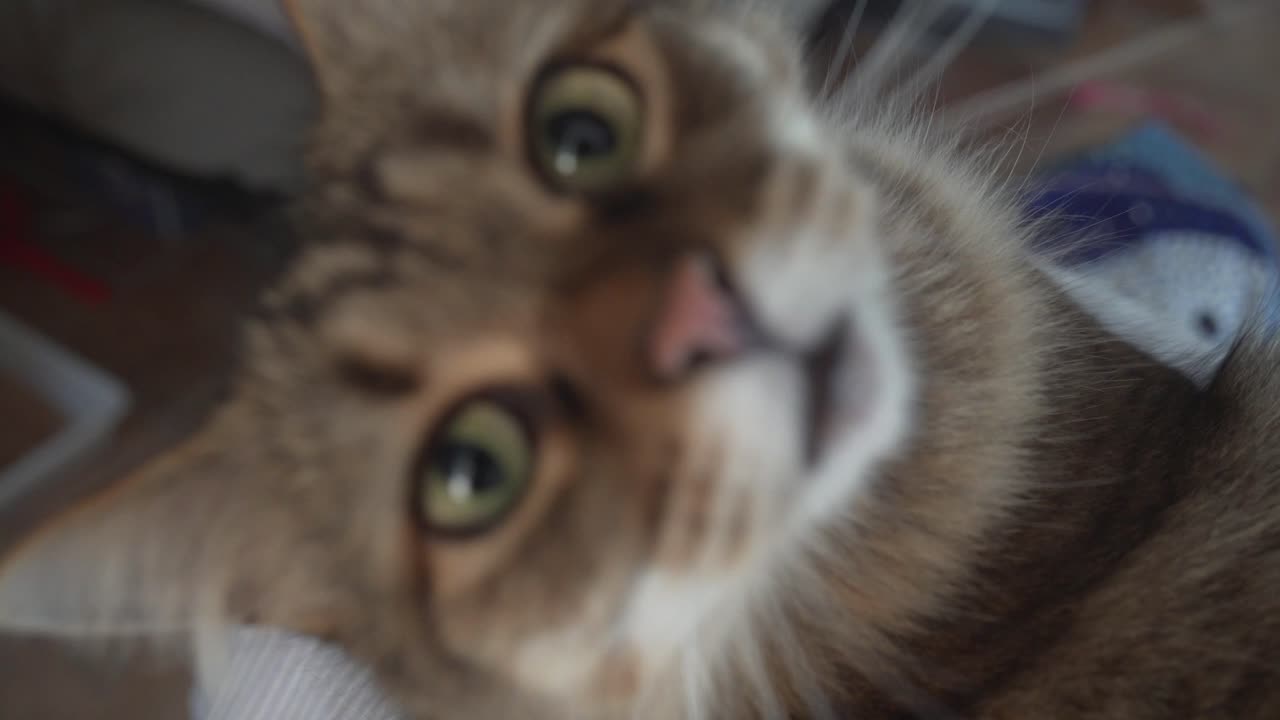 Cat Looking A The Camera Sniffing It And Jumping Scared Free Stock ...