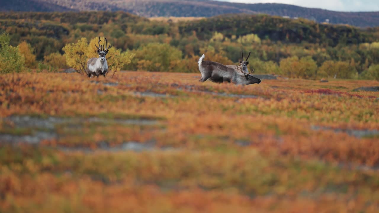 Premium stock video - Reindeer pack spooked and running away scared in ...