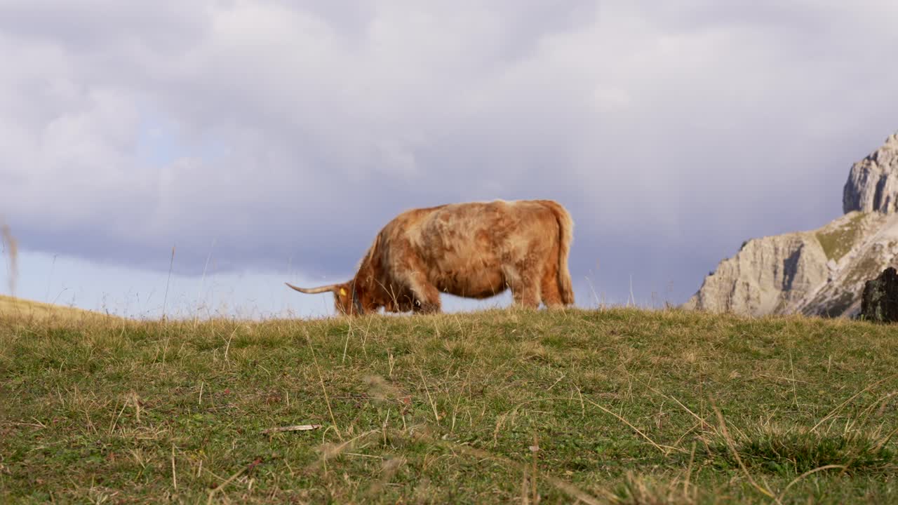 Jak - cow grazing in the beautiful alps of italy in the middle of the ...