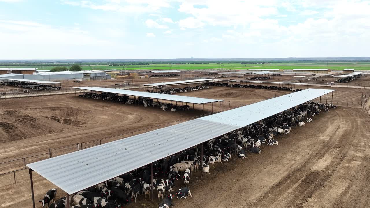 Premium stock video - Beef cattle under open air shelter at feedlot in ...