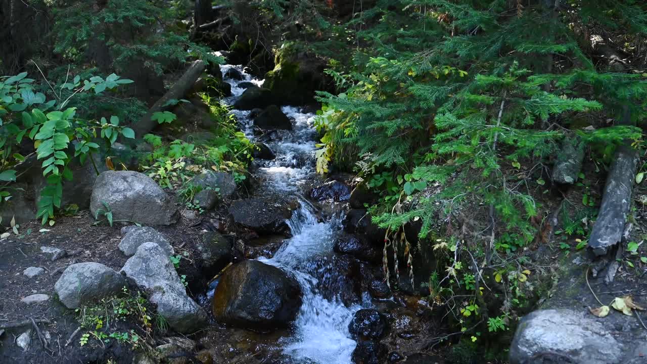 Mountain stream cascading through lush forest on a hike in colorado ...