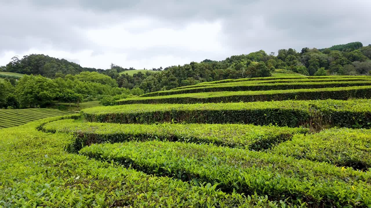Freshly Cutted Leaves on Tea Plantation after Harvest in the Azores ...