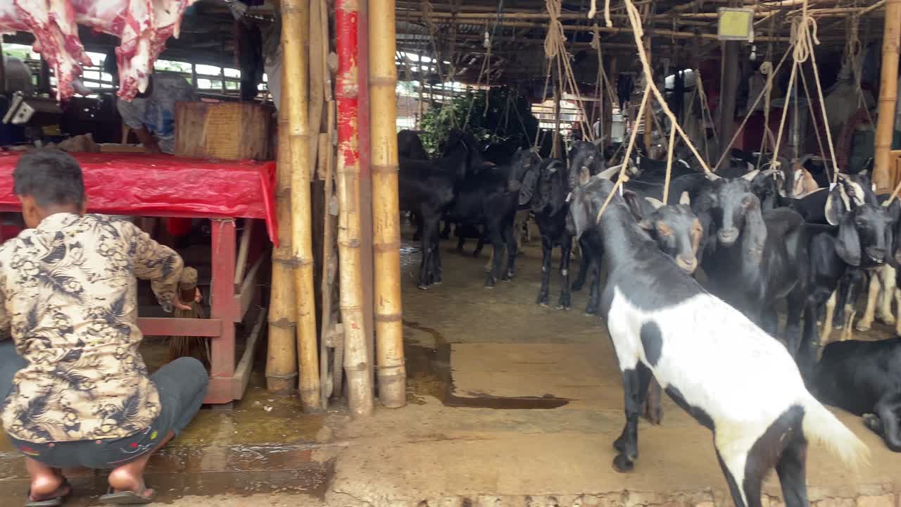 Goats butchery, tied to a rope, pan reveals killed meat animal, asian ...