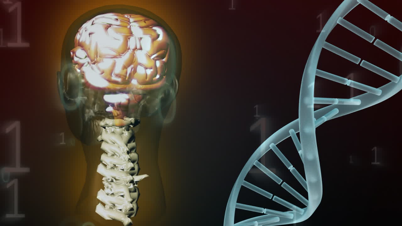 Digital composite of the human brain, DNA, and binary system | Premium ...