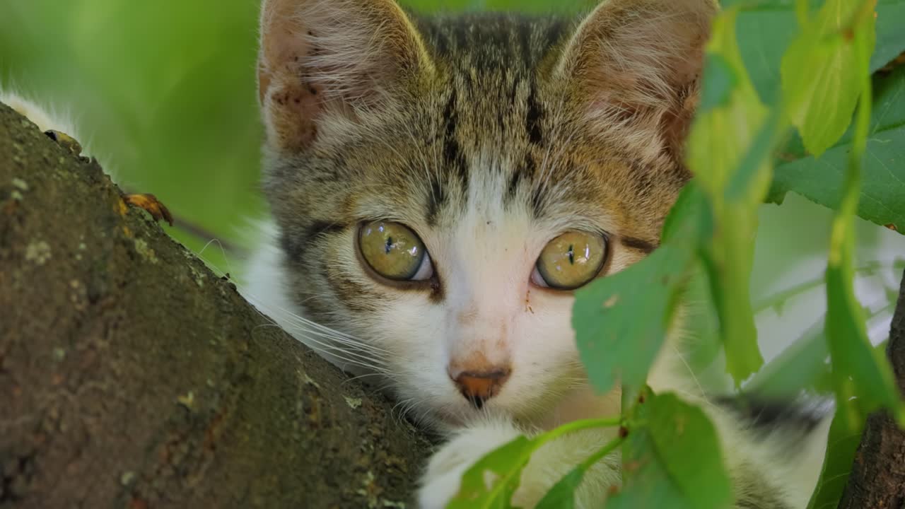 Stray Kitten On A Tree Branch. Stray Cat Is An Un-owned Domestic Cat ...