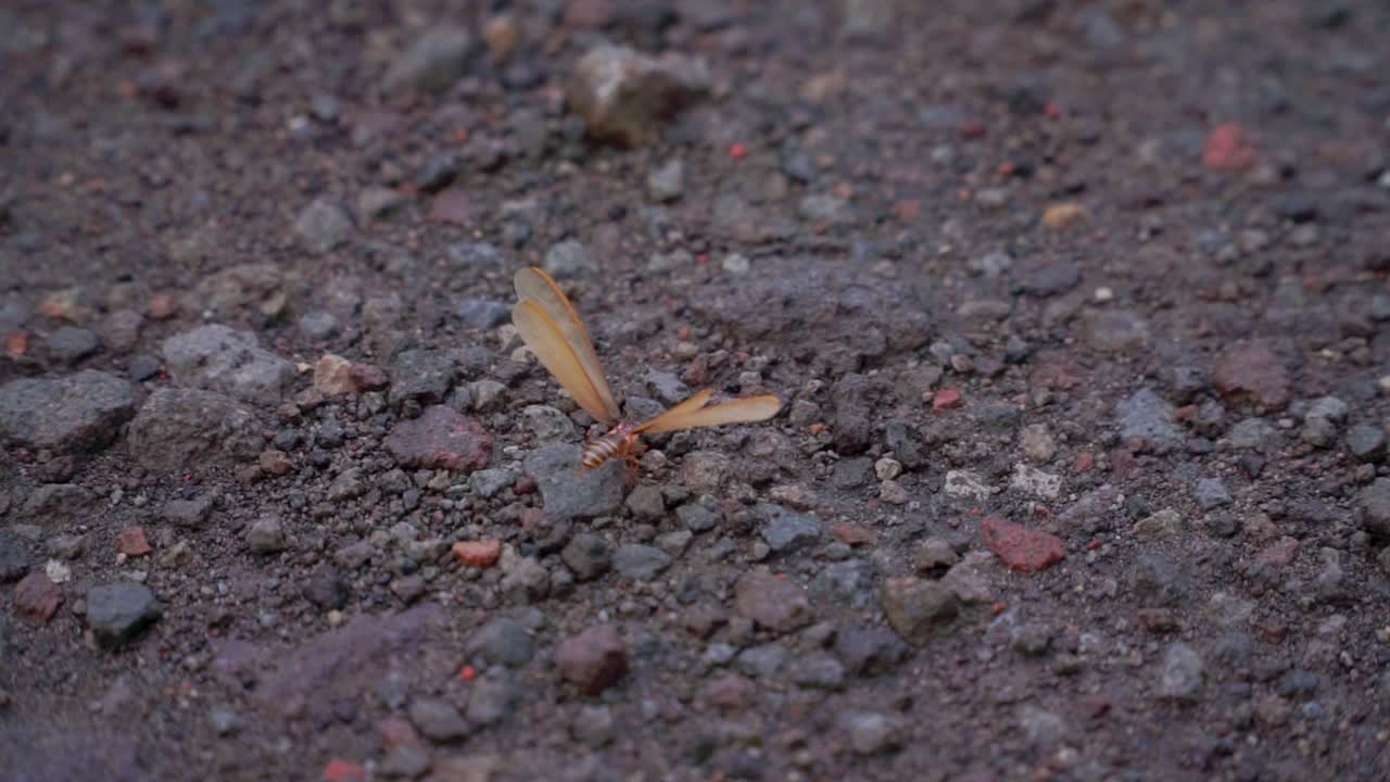 Premium stock video - Winged termite or flying ant or "laron" was on ...