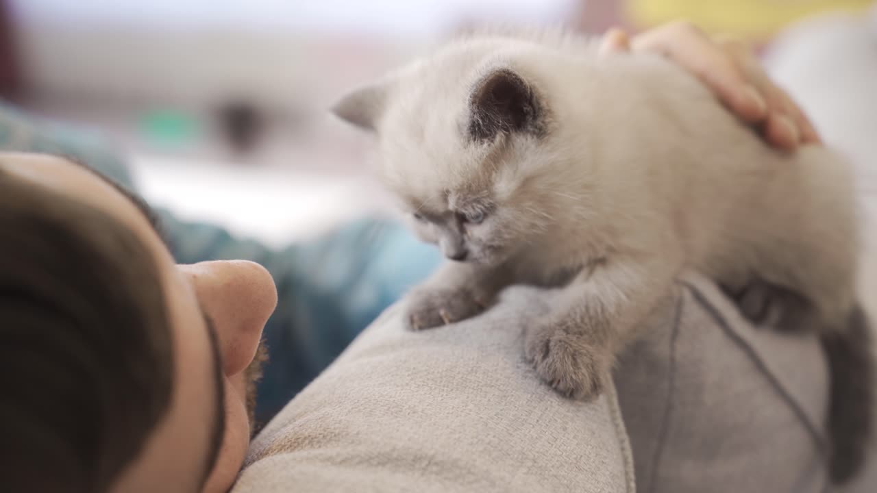 Premium stock video - A kitten and a man who loves it.
