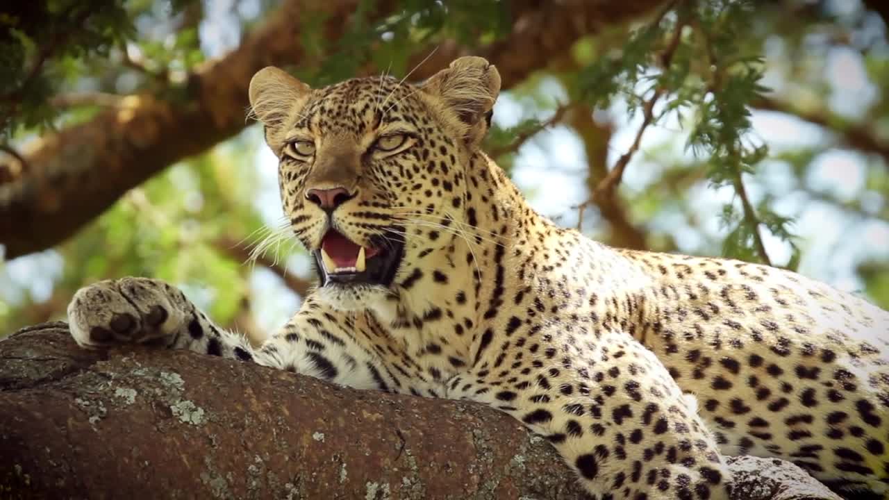 Wild african leopard with huge fangs panting while resting on shady ...