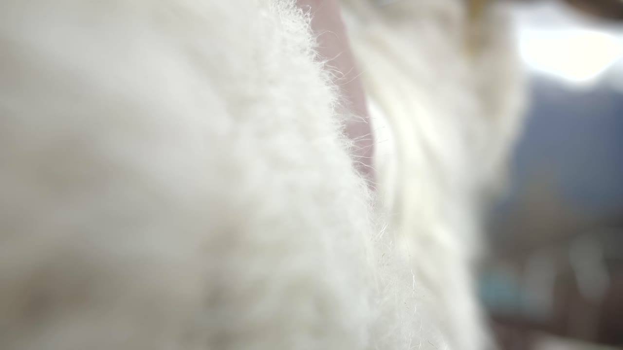 Hand pass on cashmere sheep body stroking the goat's fur Premium Stock Video Footage