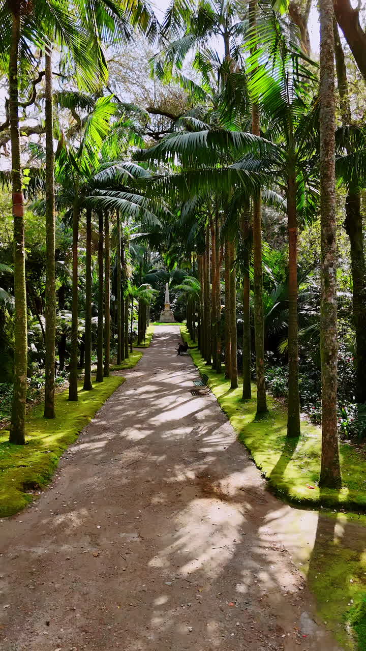 Walking by the alley in the park with the palm trees growing along ...