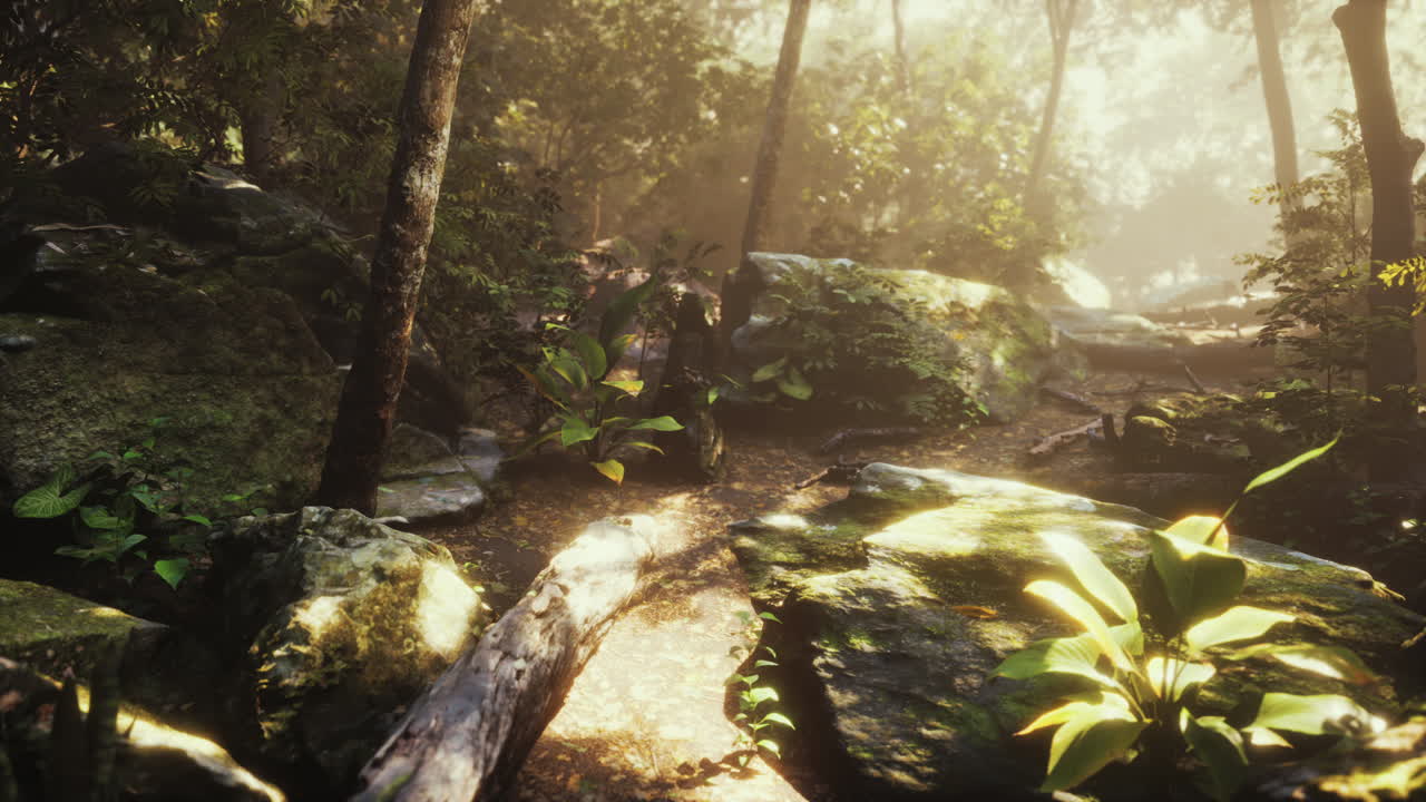 Premium stock video - High humidity in jungle rainforest in foggy day ...