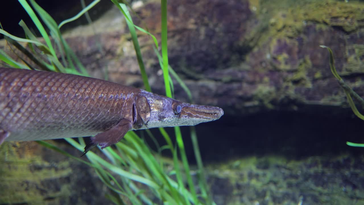 Premium stock video - Fish longnose gar (lepisosteus osseus), also ...