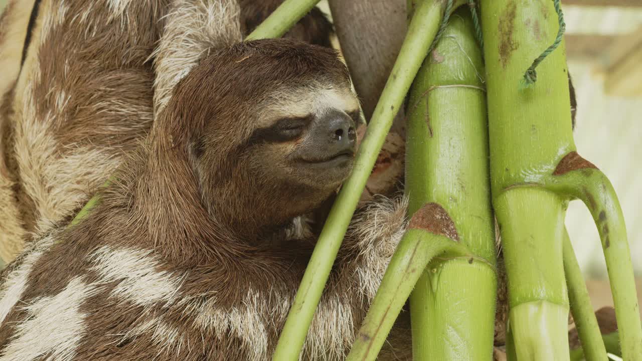 Amazon Jungle Tree Toed Sloths Hanging In Cage, Iquitos Peru - 4k 24fps ...