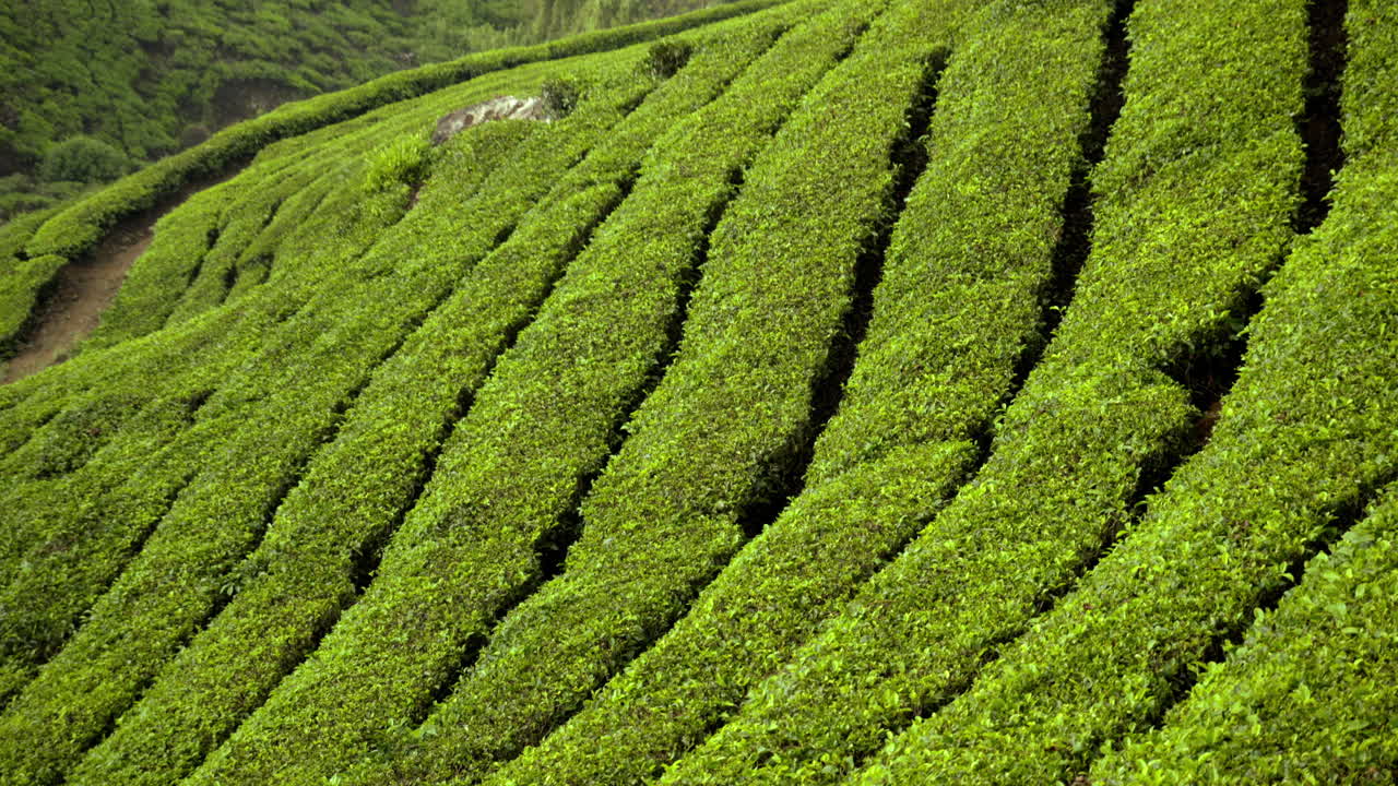 Premium stock video - Beautiful tea plants