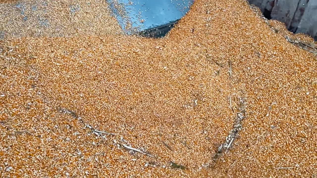 Premium stock video - Close up shoto of grain corn pit